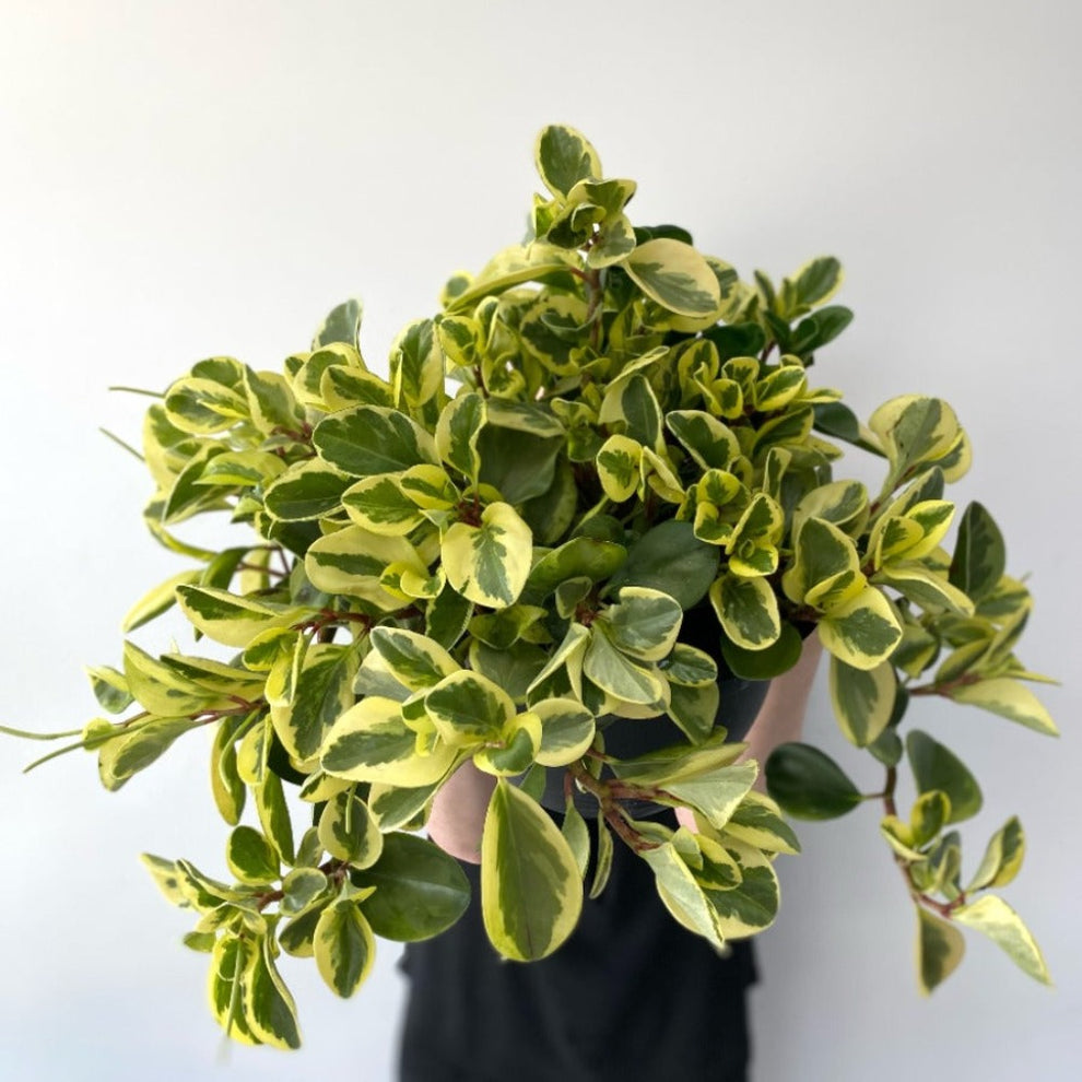 Large Peperomia – Perrotts Florists